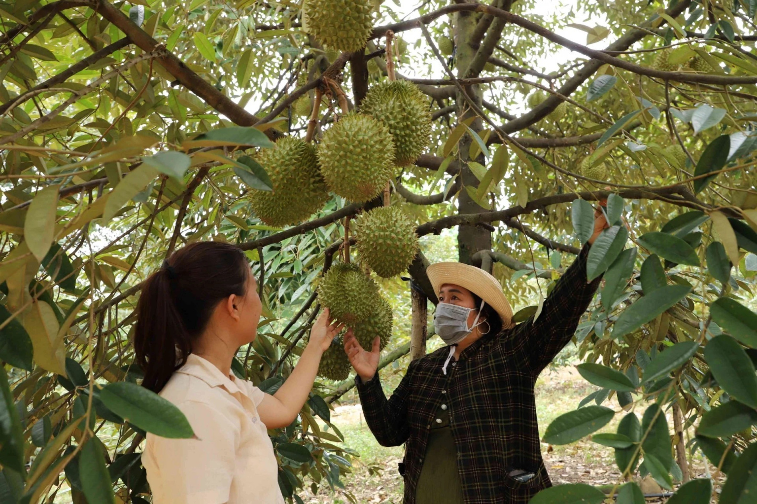 Setting up a new durian planting "map" after the merger of provinces ...