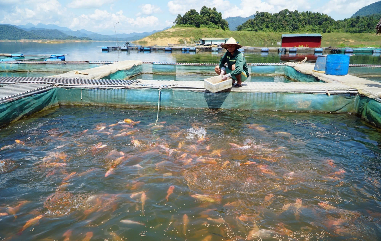 Caged fish farming on hydropower reservoirs creates sustainable ...